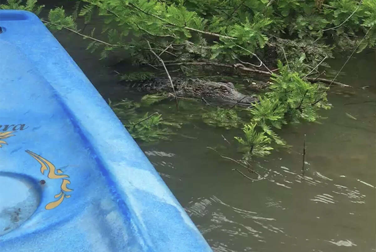 Rare sight meets kayakers on on upper Guadalupe River as alligator ...