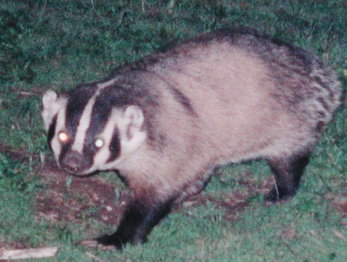 Wildlife cameras capture a wide array of species
