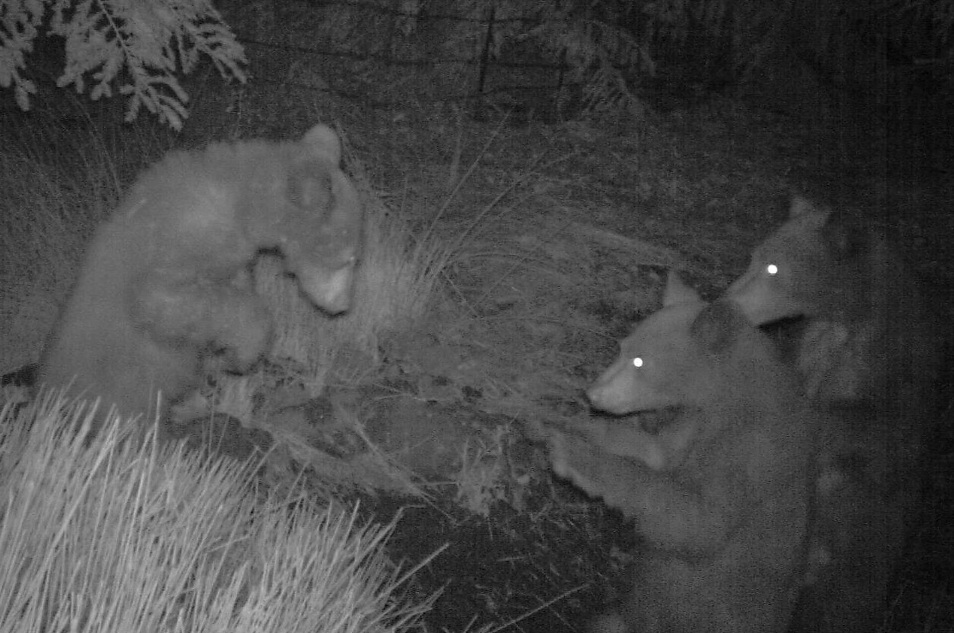 Wildlife cameras capture a wide array of species