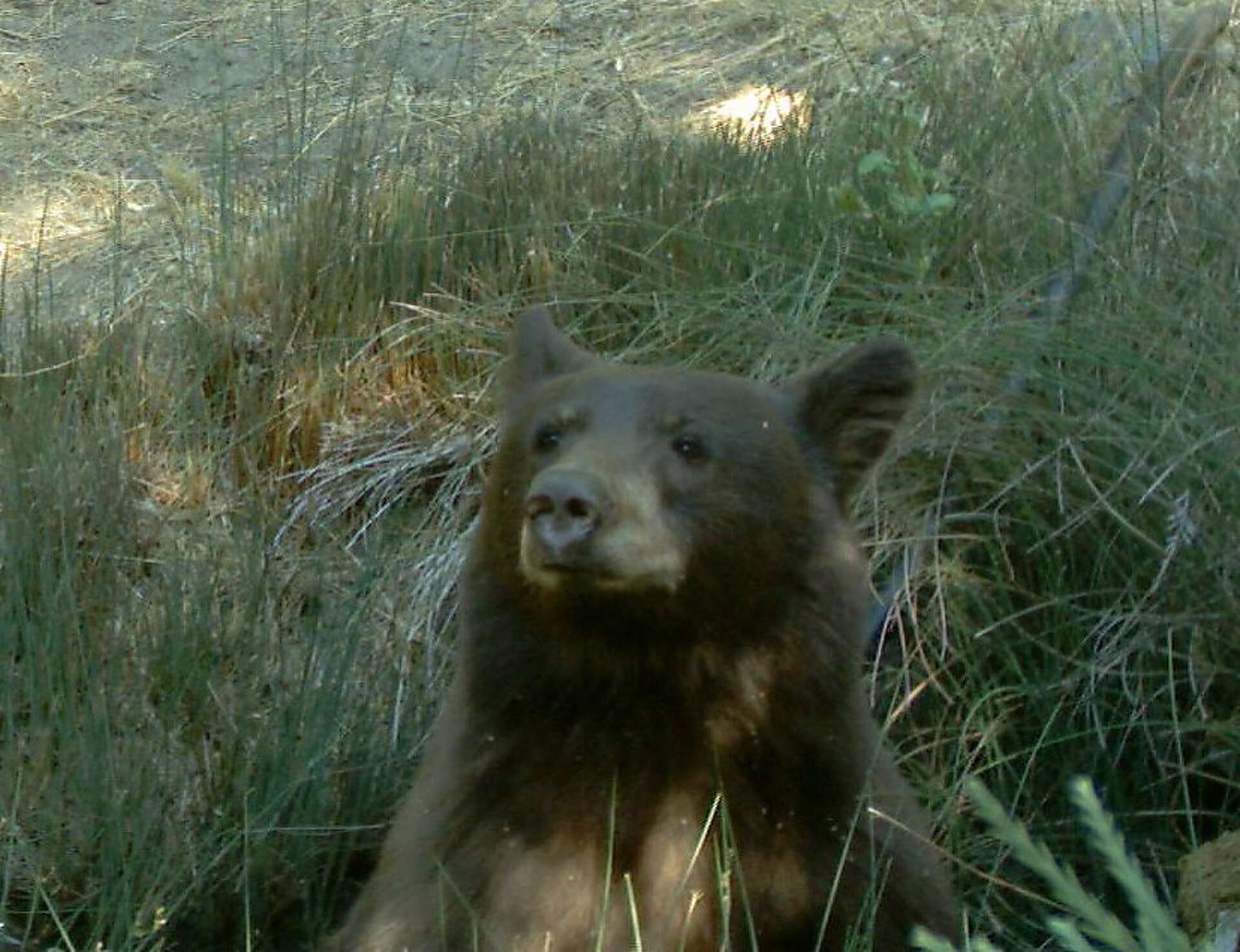 Wildlife cameras capture a wide array of species