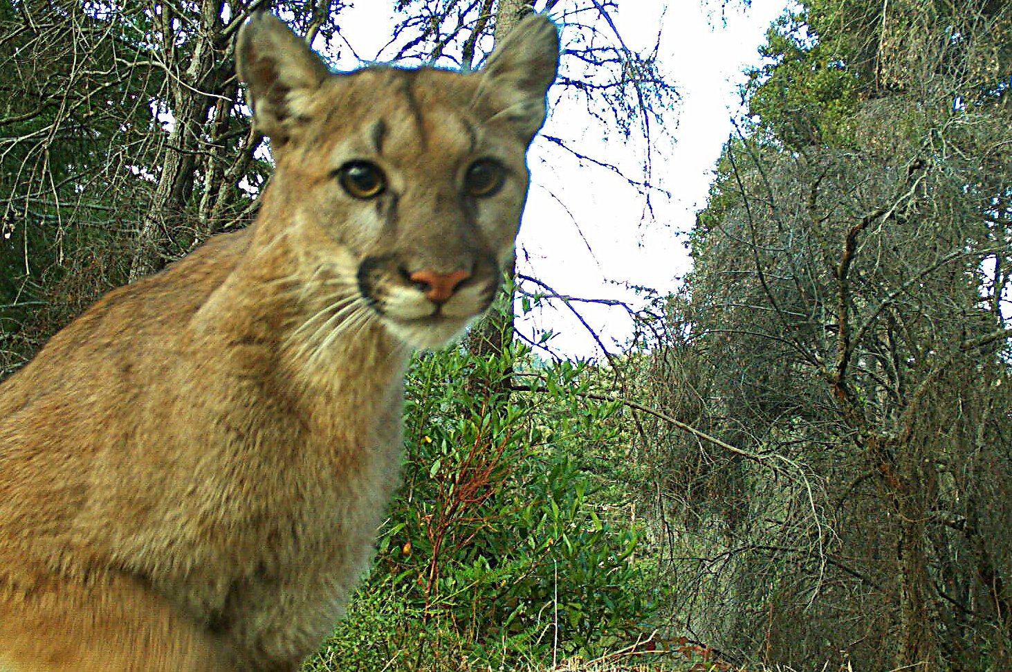 Wildlife cameras capture a wide array of species