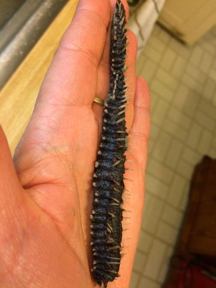 Texas Parks and Wildlife shares photo of mysterious bearded fireworm ...