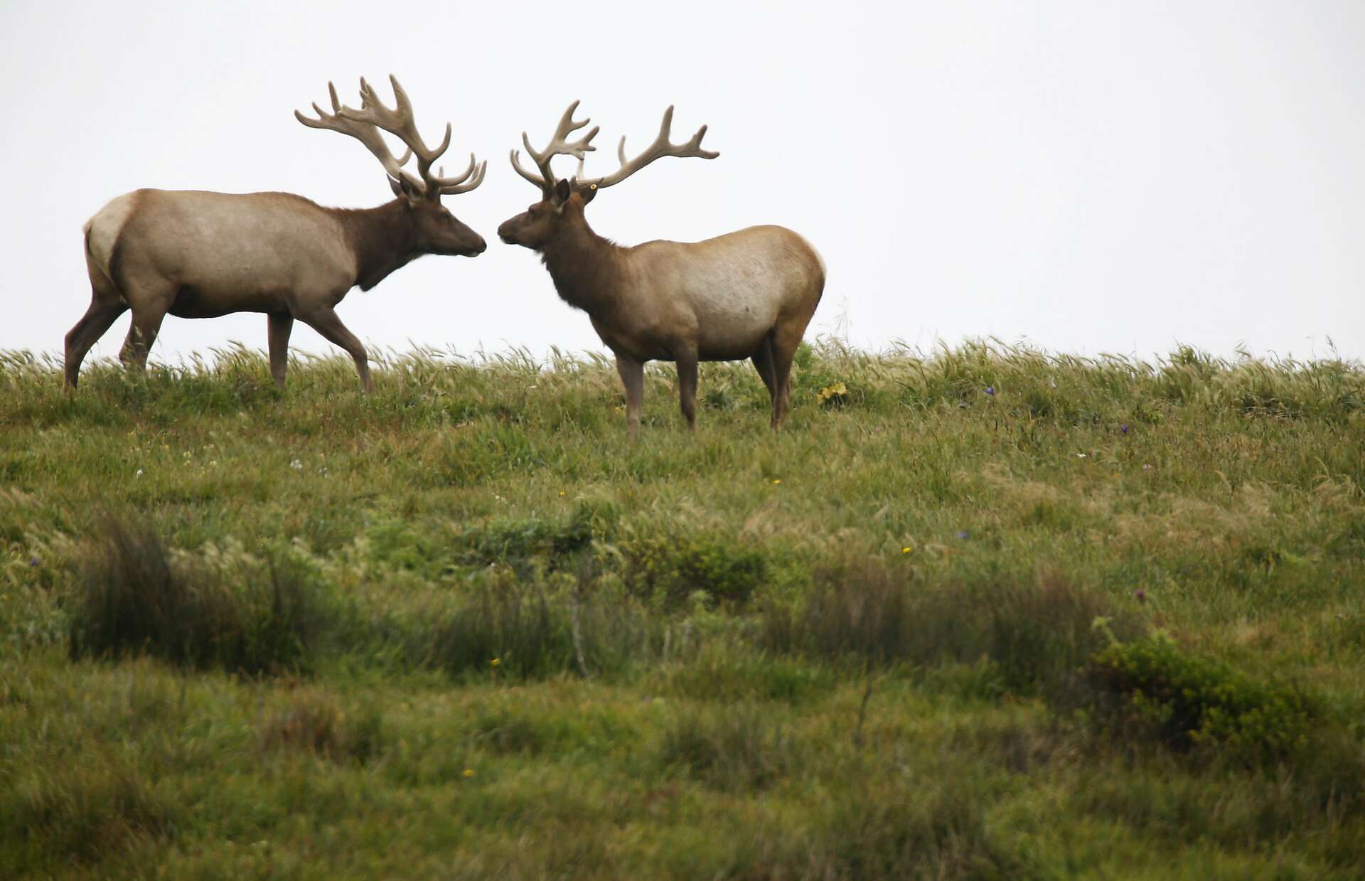 Roaming tule elk at Point Reyes seashore could end up the loser under ...