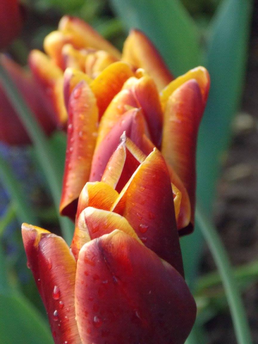 Tulip photo contest winners announced