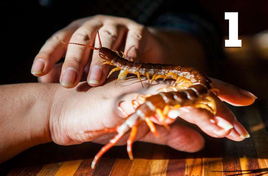 10 nightmarish facts to know about centipedes - San Antonio Express-News