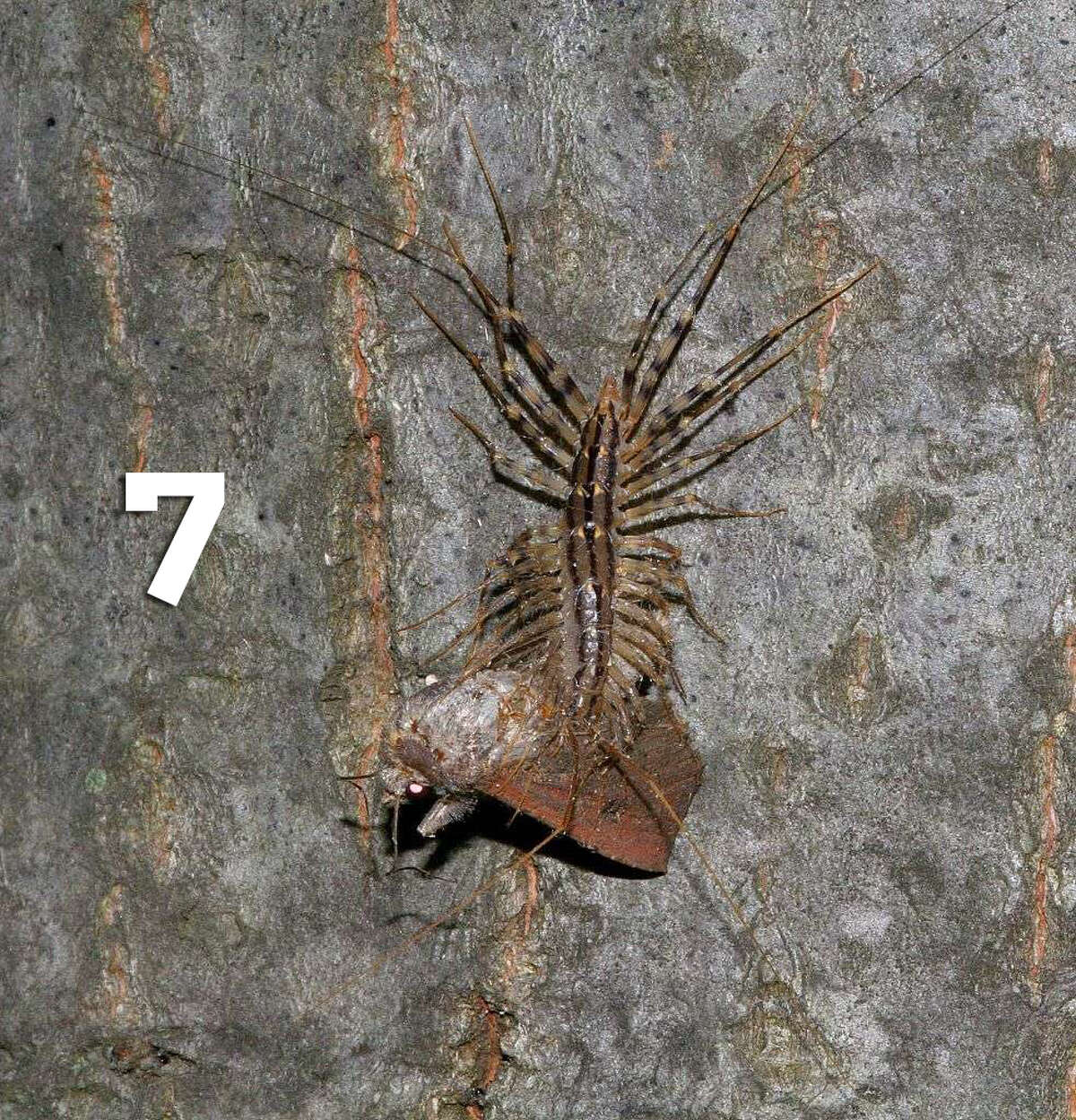 Reddit user shares photo of large Texas redheaded centipede found at ...