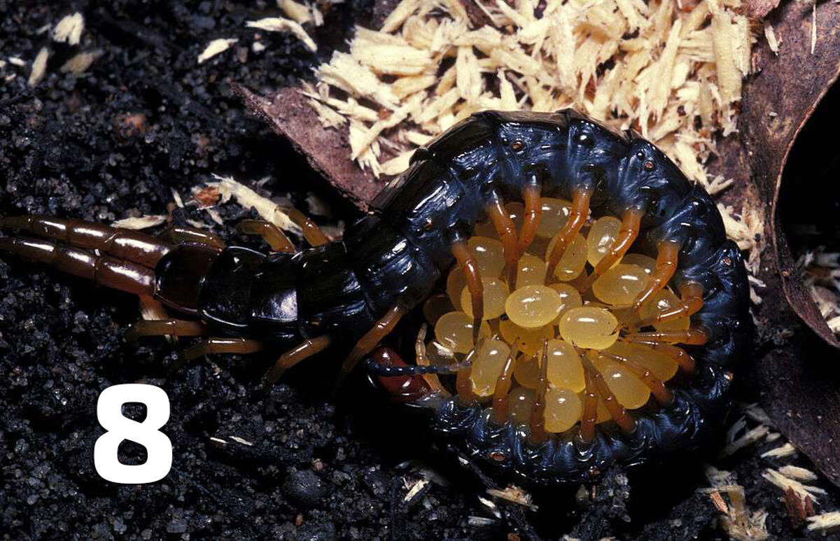 Reddit user shares photo of large Texas redheaded centipede found at ...