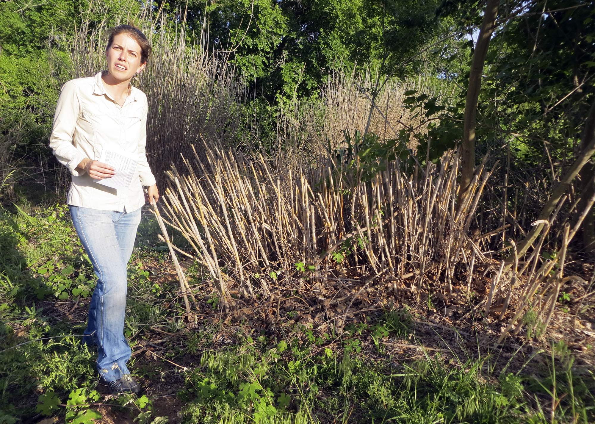 Hill Country partnership going after invasive tall cane