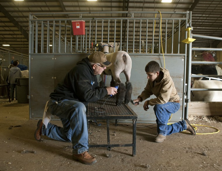 Annual livestock show to feature nearly 400 animals