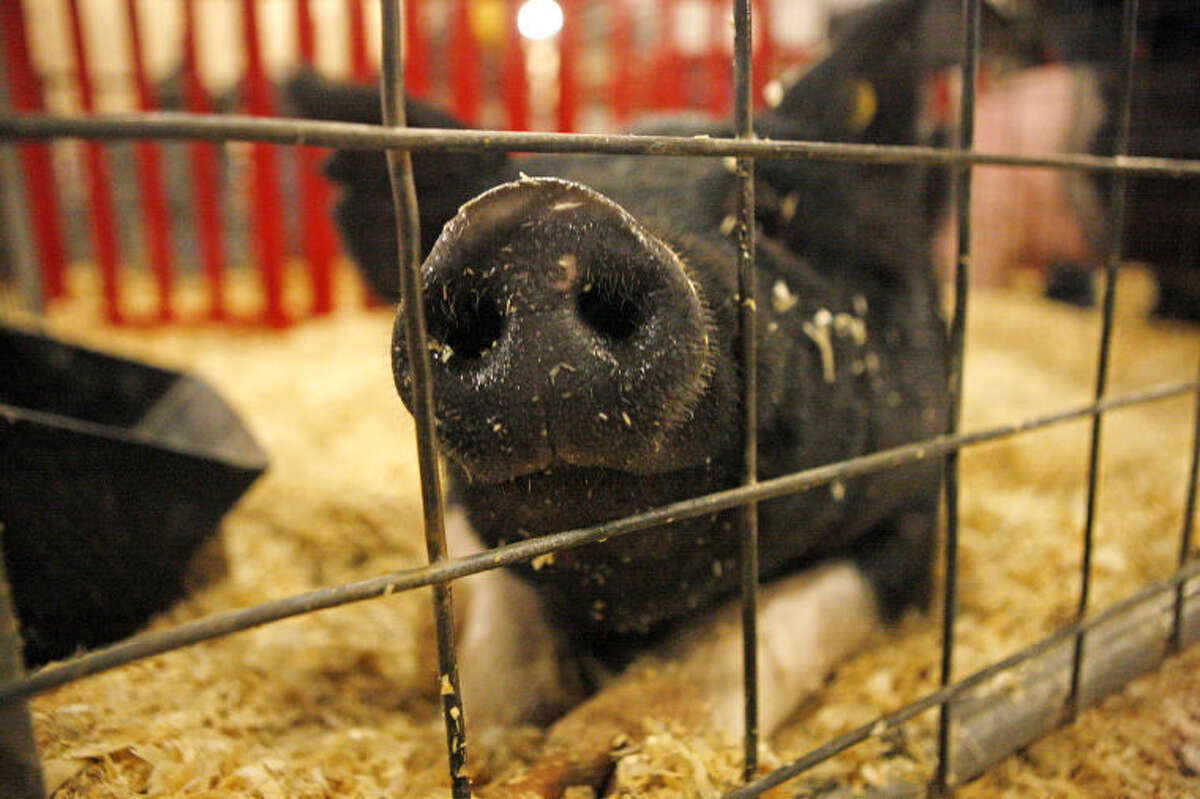 Pigs take centerstage during Piggin in the Permian