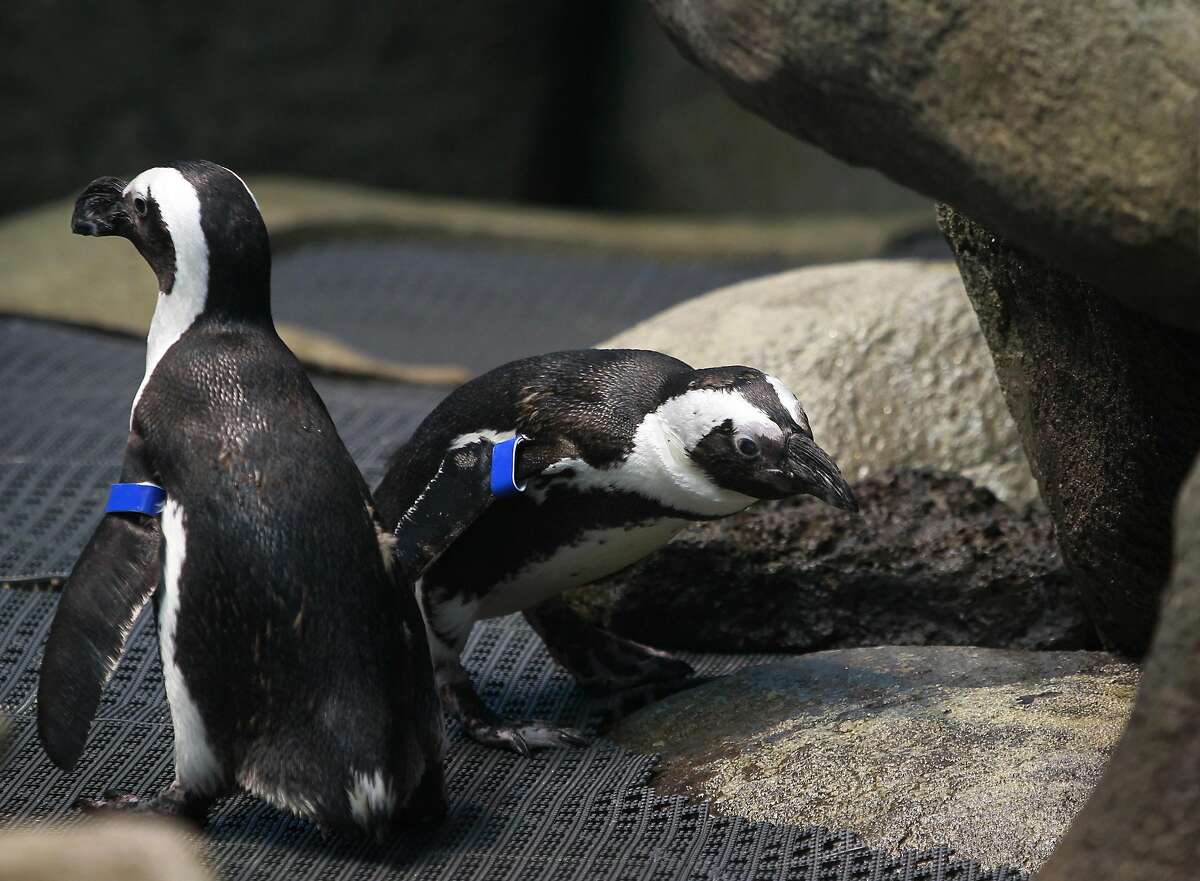 SF’s famed wetsuit-wearing Pierre the penguin dies at age 33