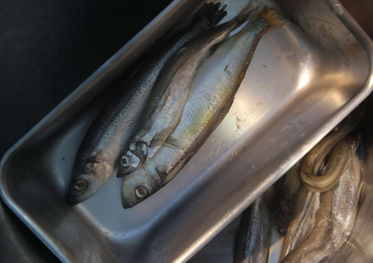 SF’s famed wetsuit-wearing Pierre the penguin dies at age 33