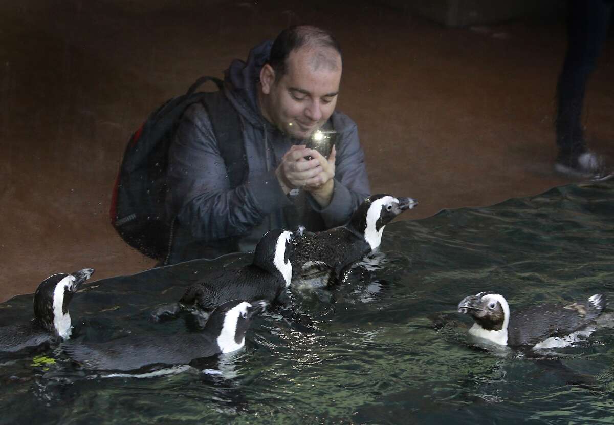 SF’s famed wetsuit-wearing Pierre the penguin dies at age 33