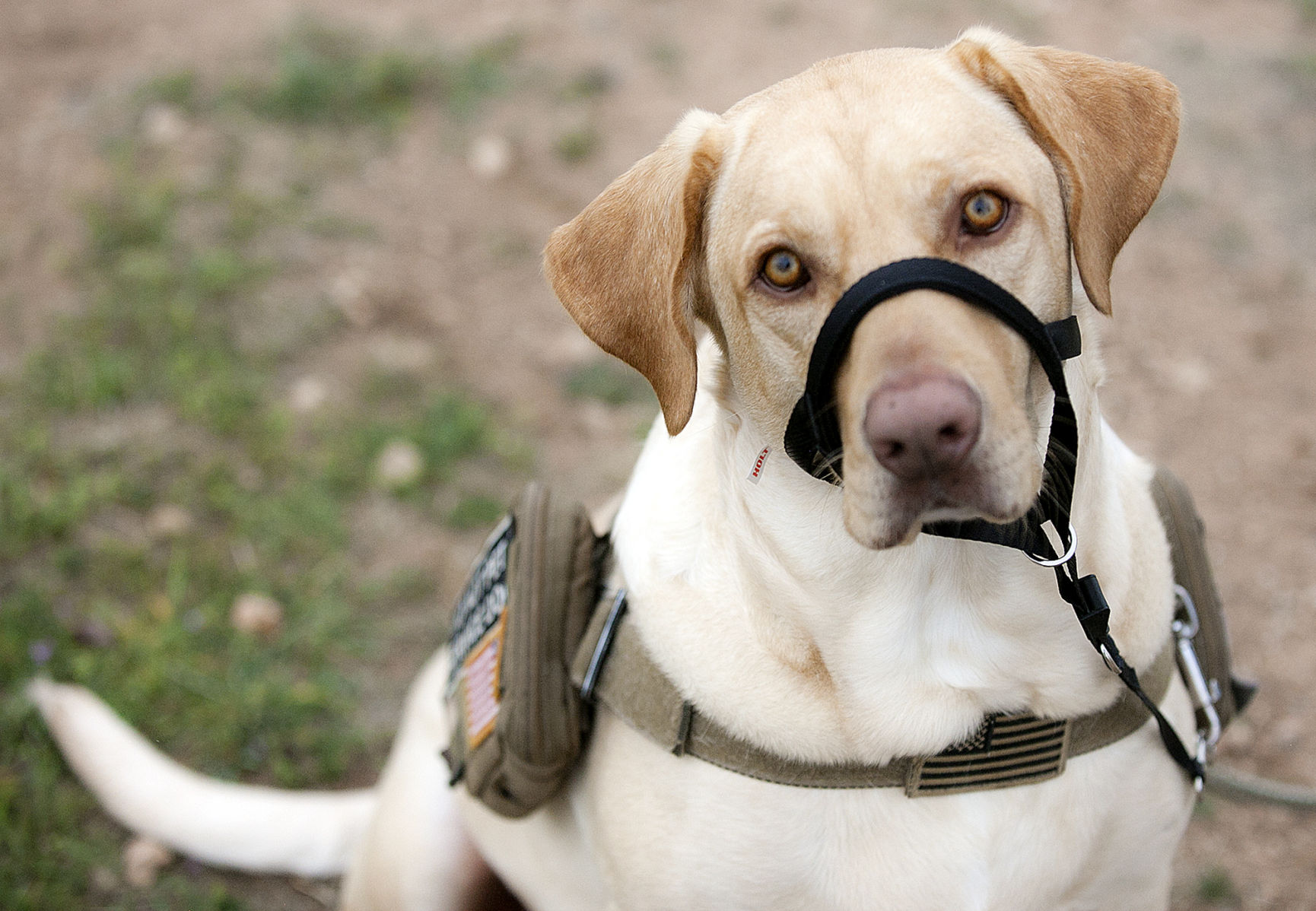 Veteran’s best friend: Service dogs vie for acceptance
