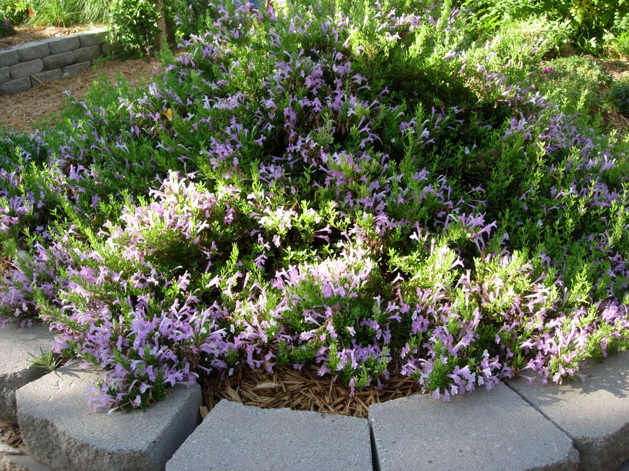 Releaf: Long-blooming and well-adapted plants
