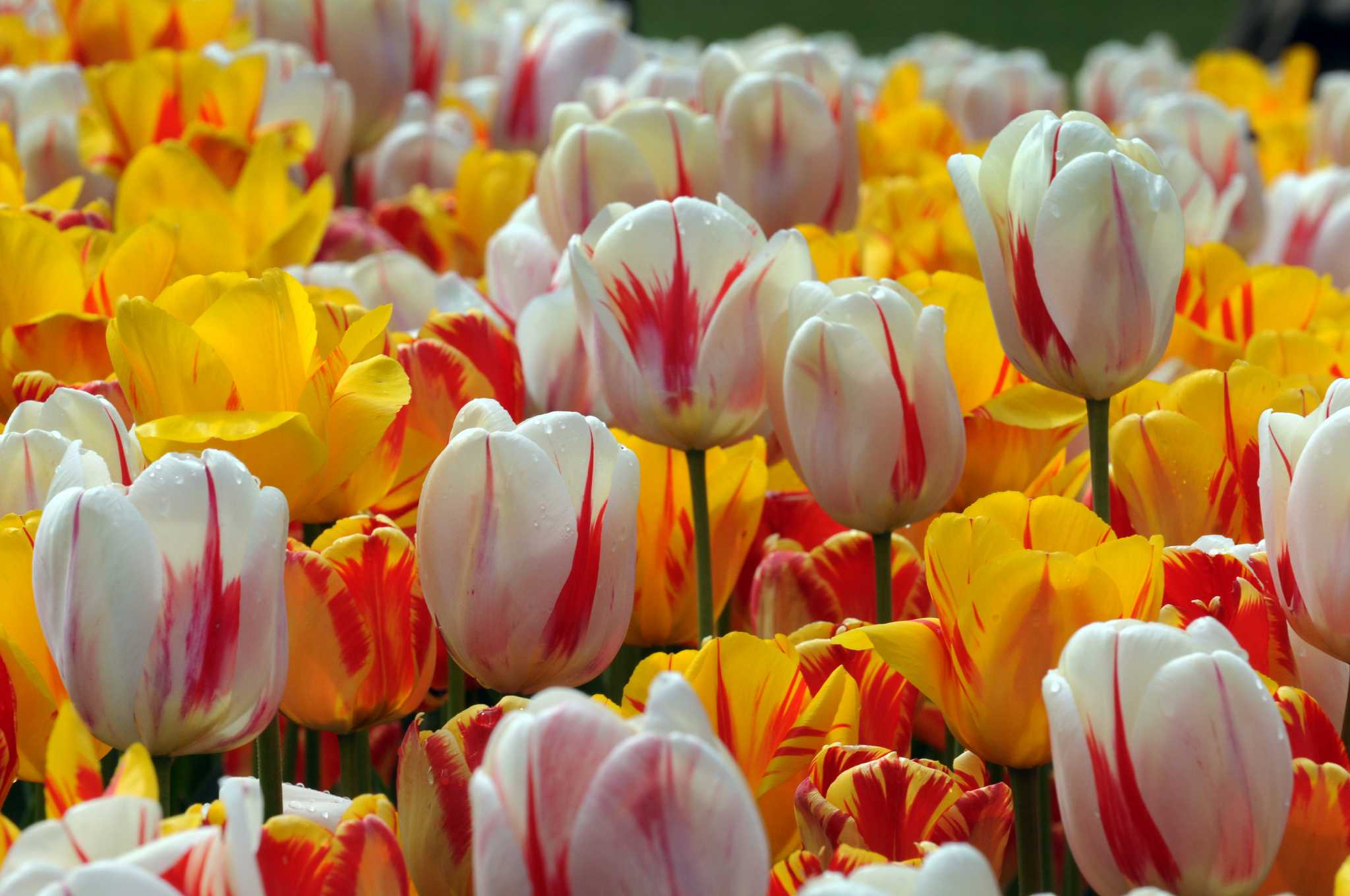 Tulip Festival 2016