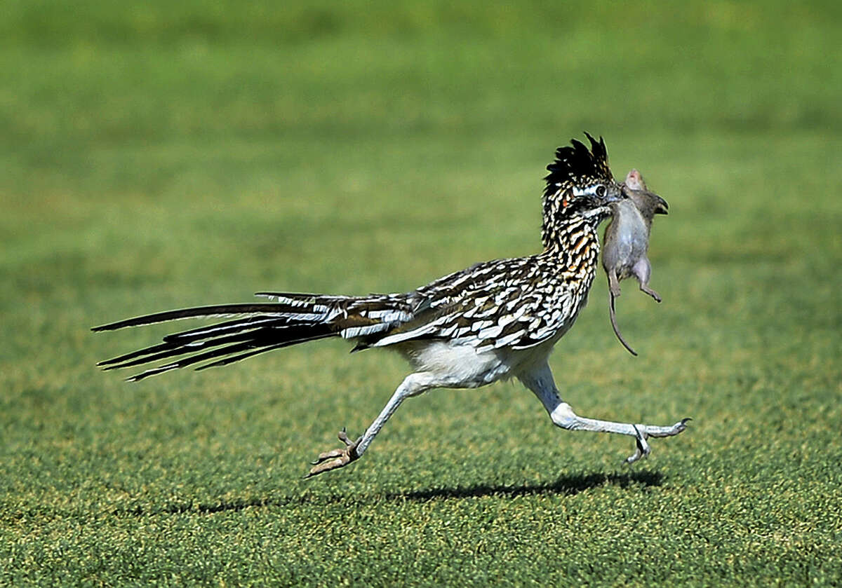 Midland 101: What’s a Chap?