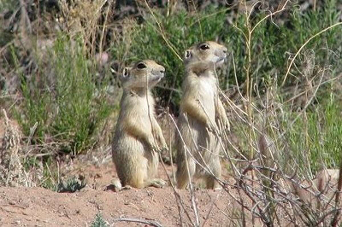WEIRD: Colorado community upset over exploding prairie dogs