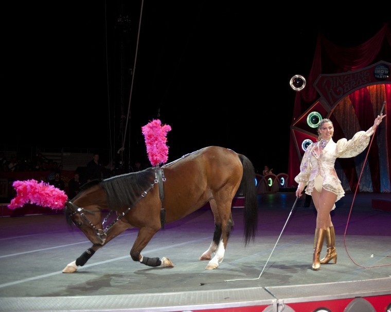 Circus performer has been training animals her whole life