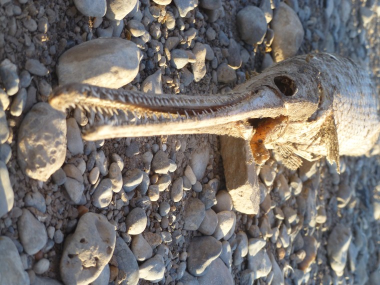 Drought, lack of water push animals to breaking point