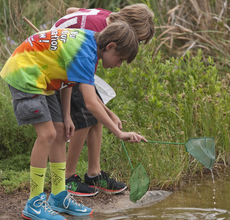 Photo Gallery: Sibley Bug Camp