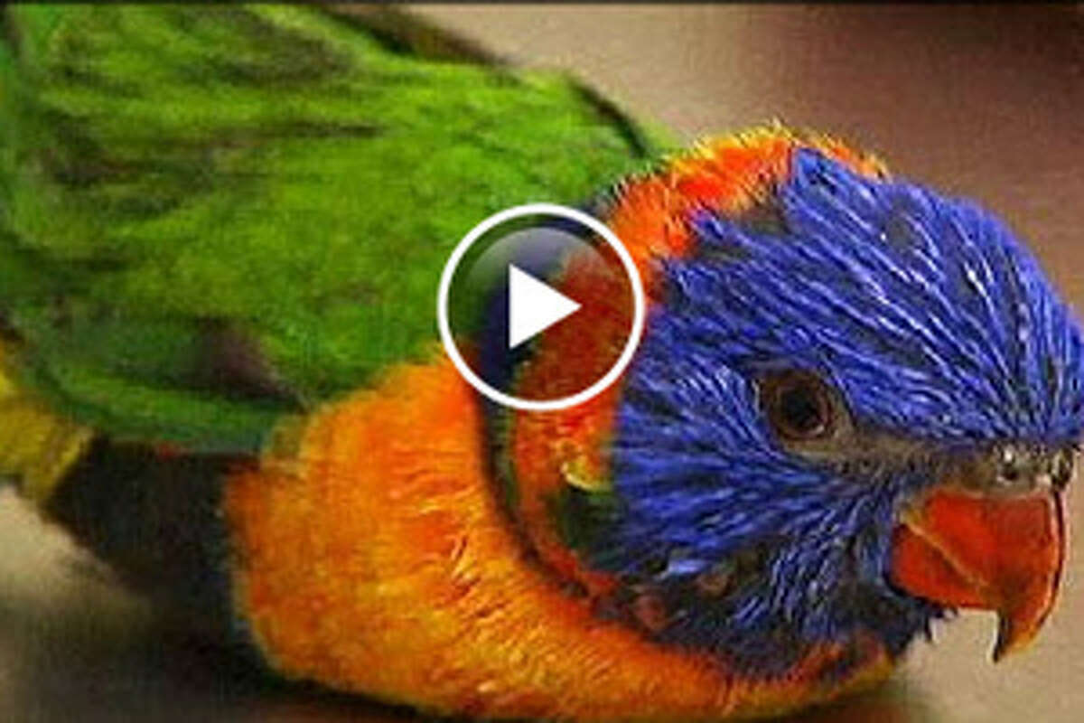 Drunk parrots dying in alarming numbers