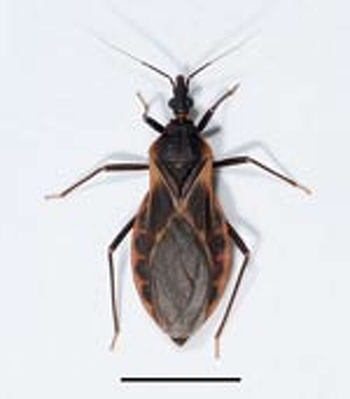 'Kissing bug' could bring potentially deadly disease up to Texas from ...