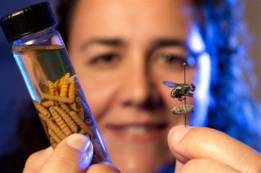 Insects don't bug homicide investigations
