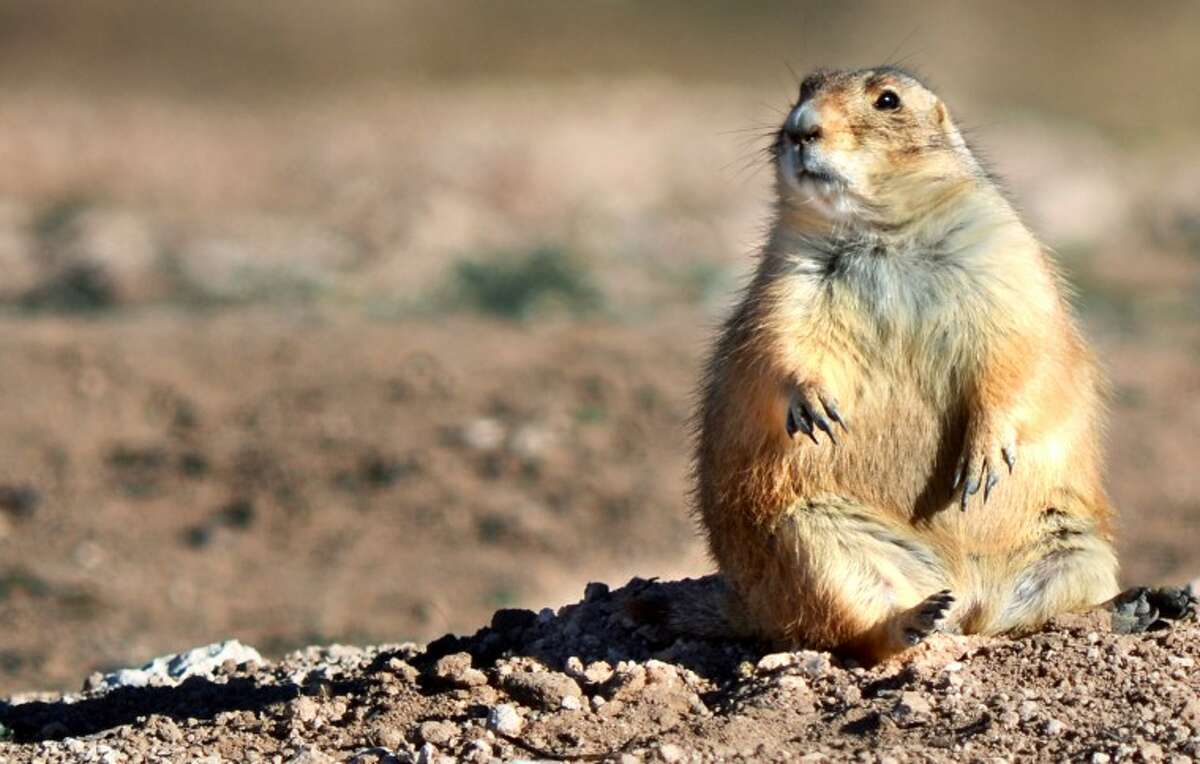 Texas prairie dogs get a new home on the range