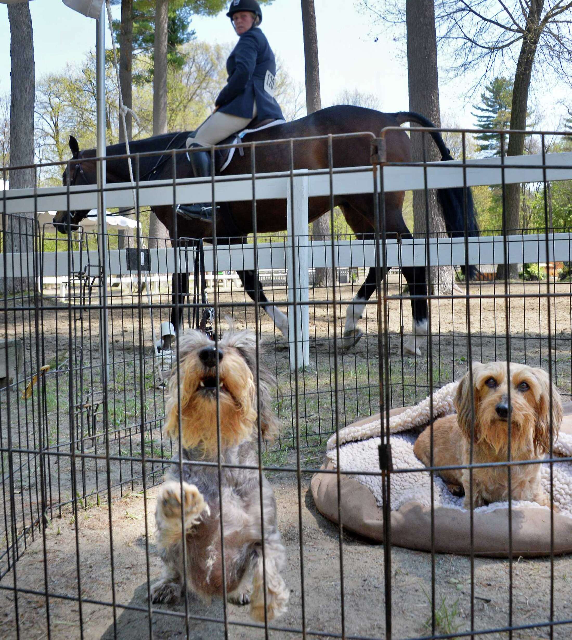 Photos: Dogs of the horse show