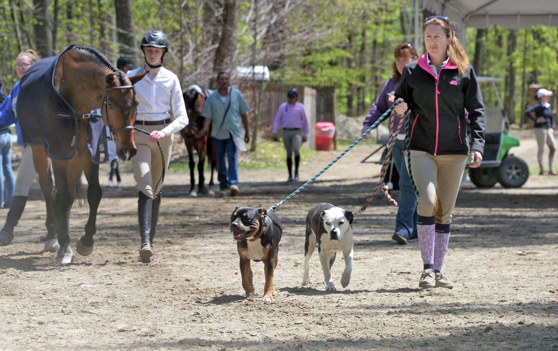 Photos: Dogs of the horse show