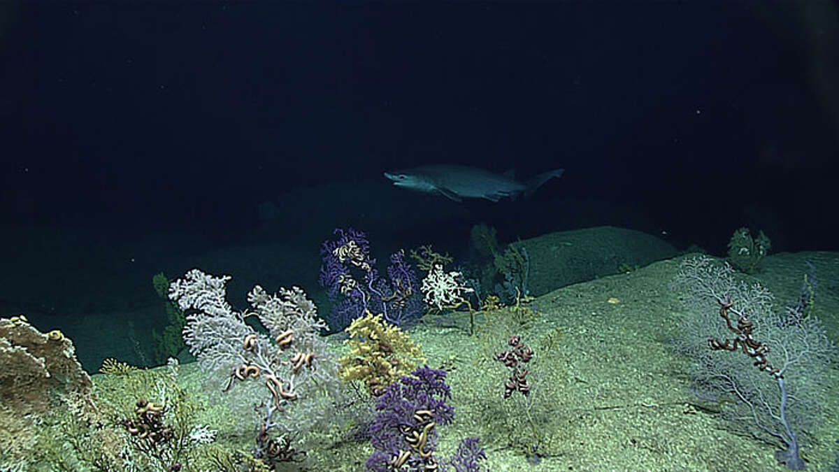 NOAA's Okeanos Explorer spots 'ghostshark' Chimaera in oceans by Guam