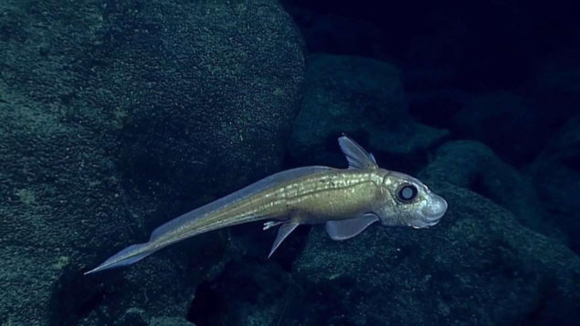 NOAA's Okeanos Explorer spots 'ghostshark' Chimaera in oceans by Guam