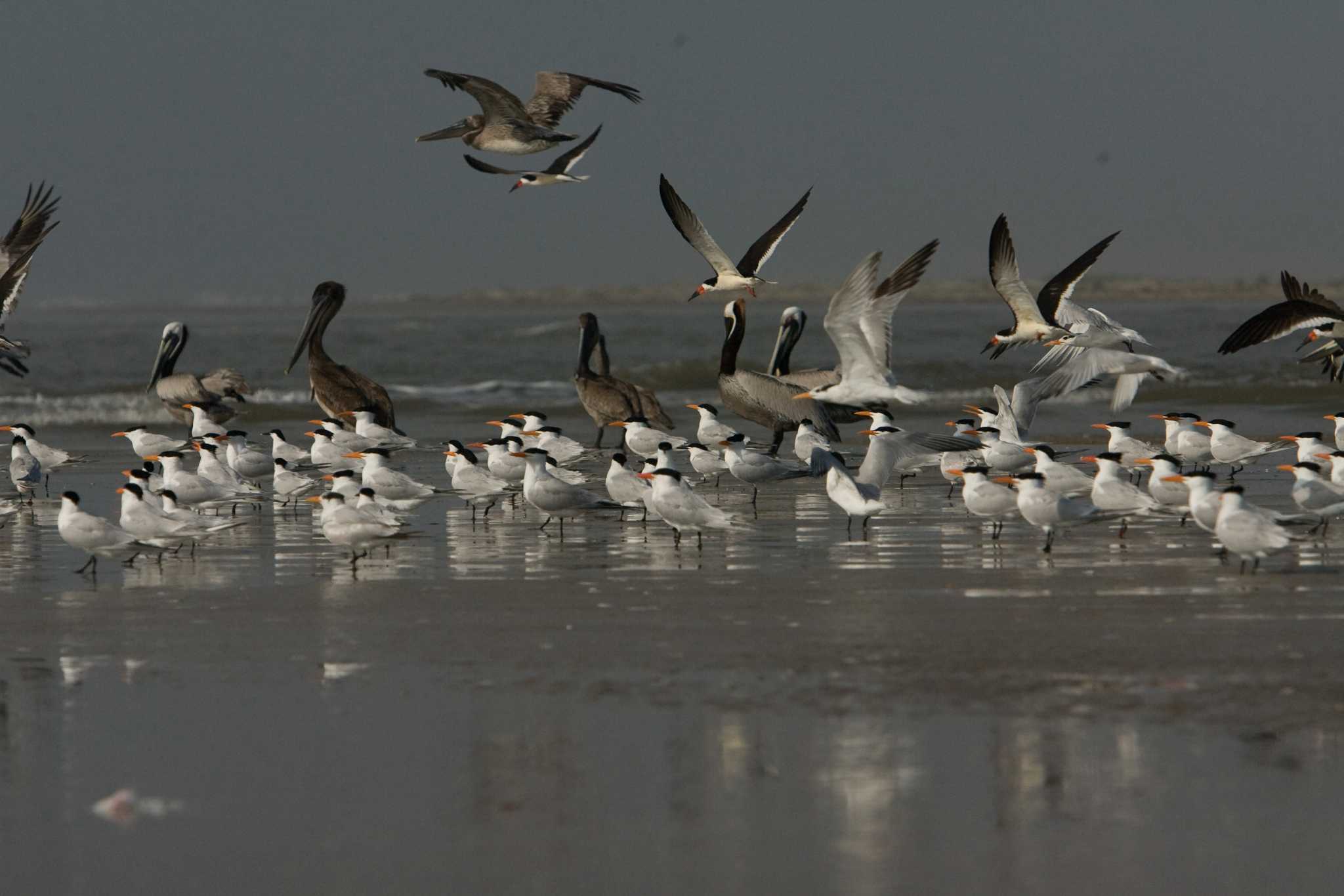 Cedar Bayou experiencing ecological boom