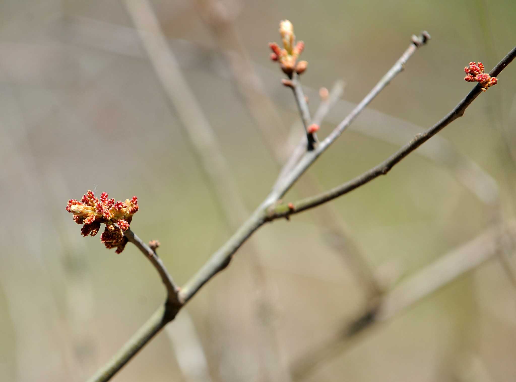 Photos: Take a look at early spring leaves