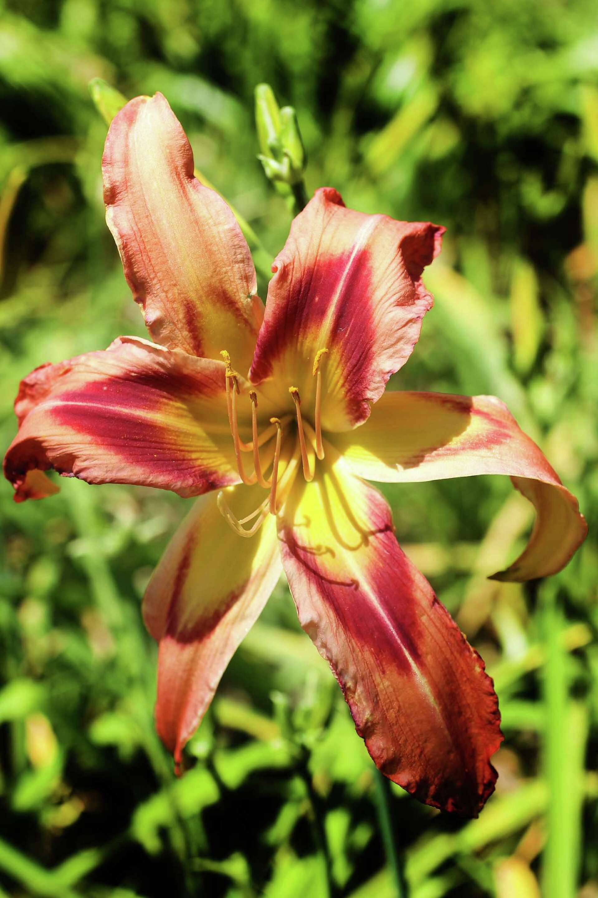 Beauty and versatility of daylilies grow on gardeners