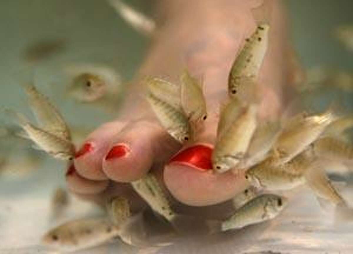 Pedicure is easier when doctor fish nibble dead skin of women's feet