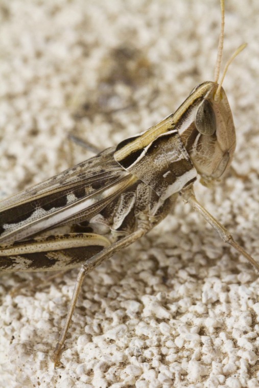 What's the deal with the grasshopper explosion?
