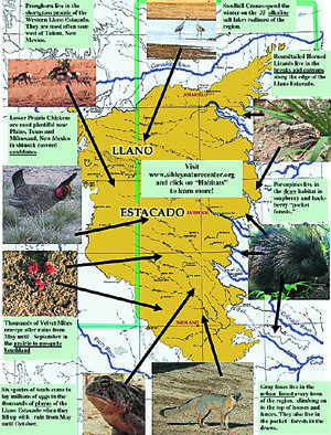 Thousands of species adapt to extreme conditions of Llano Estacado