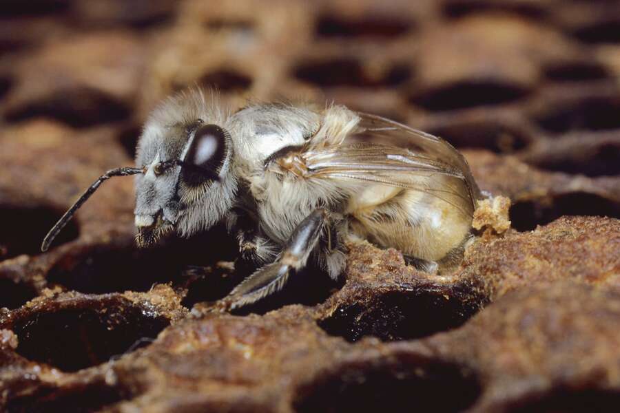 Killer bees probably are in the Bay Area to stay - SFChronicle.com