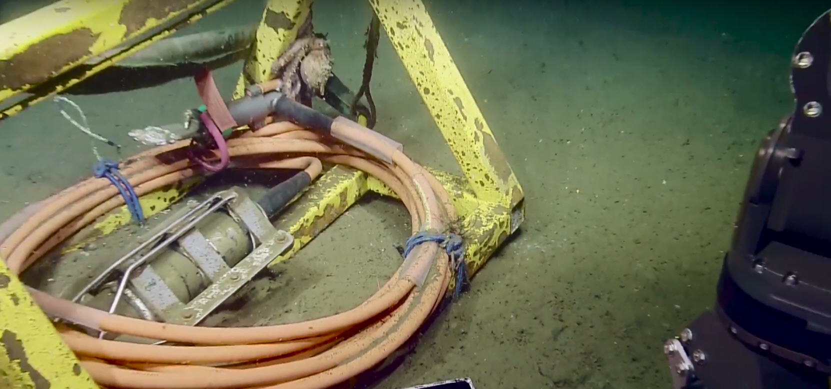 Adorable octopus plays tug of war with robotic arm of oceanic research ...