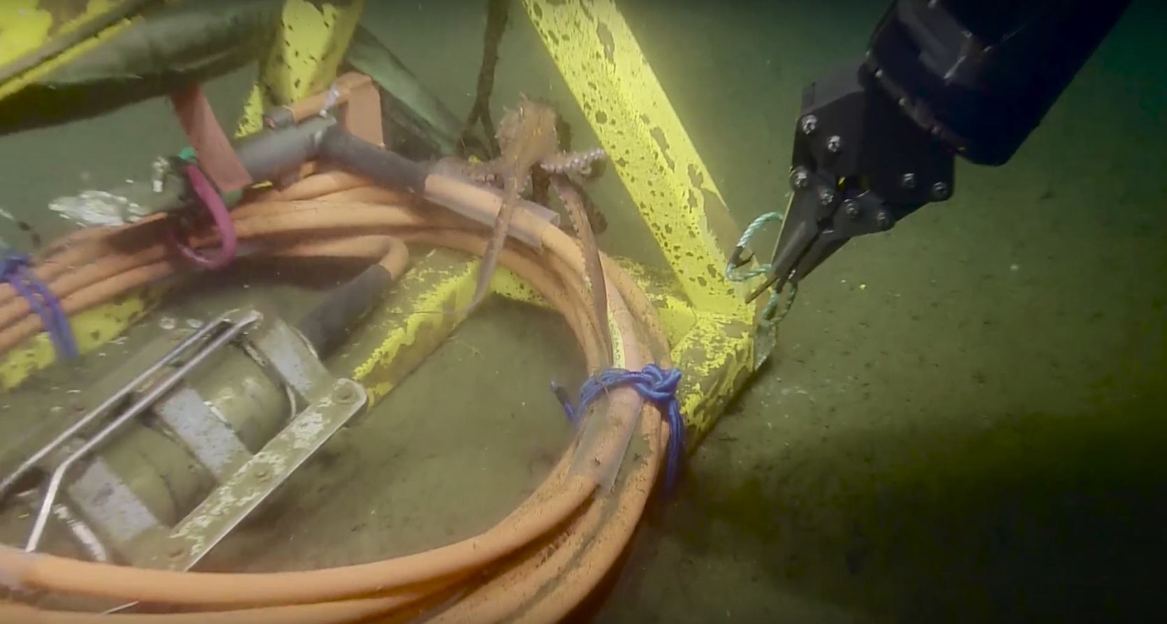 Adorable octopus plays tug of war with robotic arm of oceanic research ...