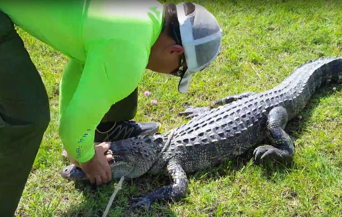 6-foot alligator caught in Missouri City homeowner's backyard