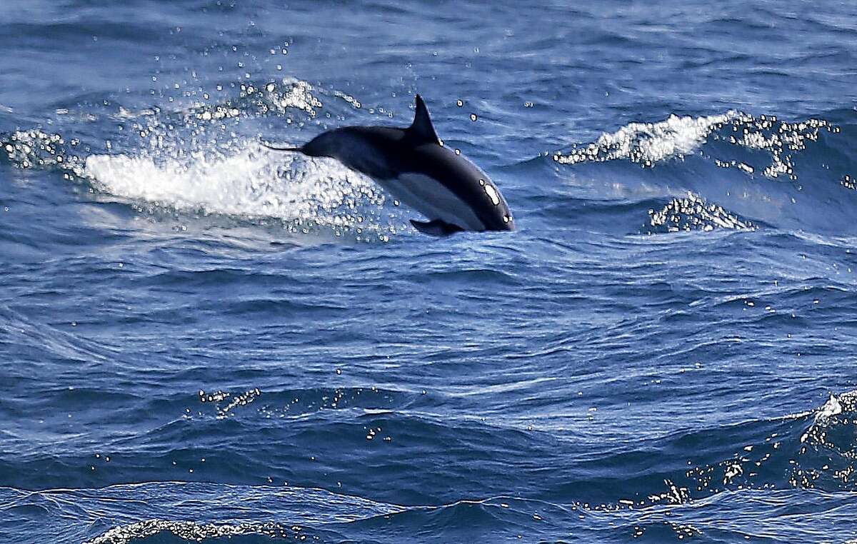 Superpod of dolphins gather off the California coast