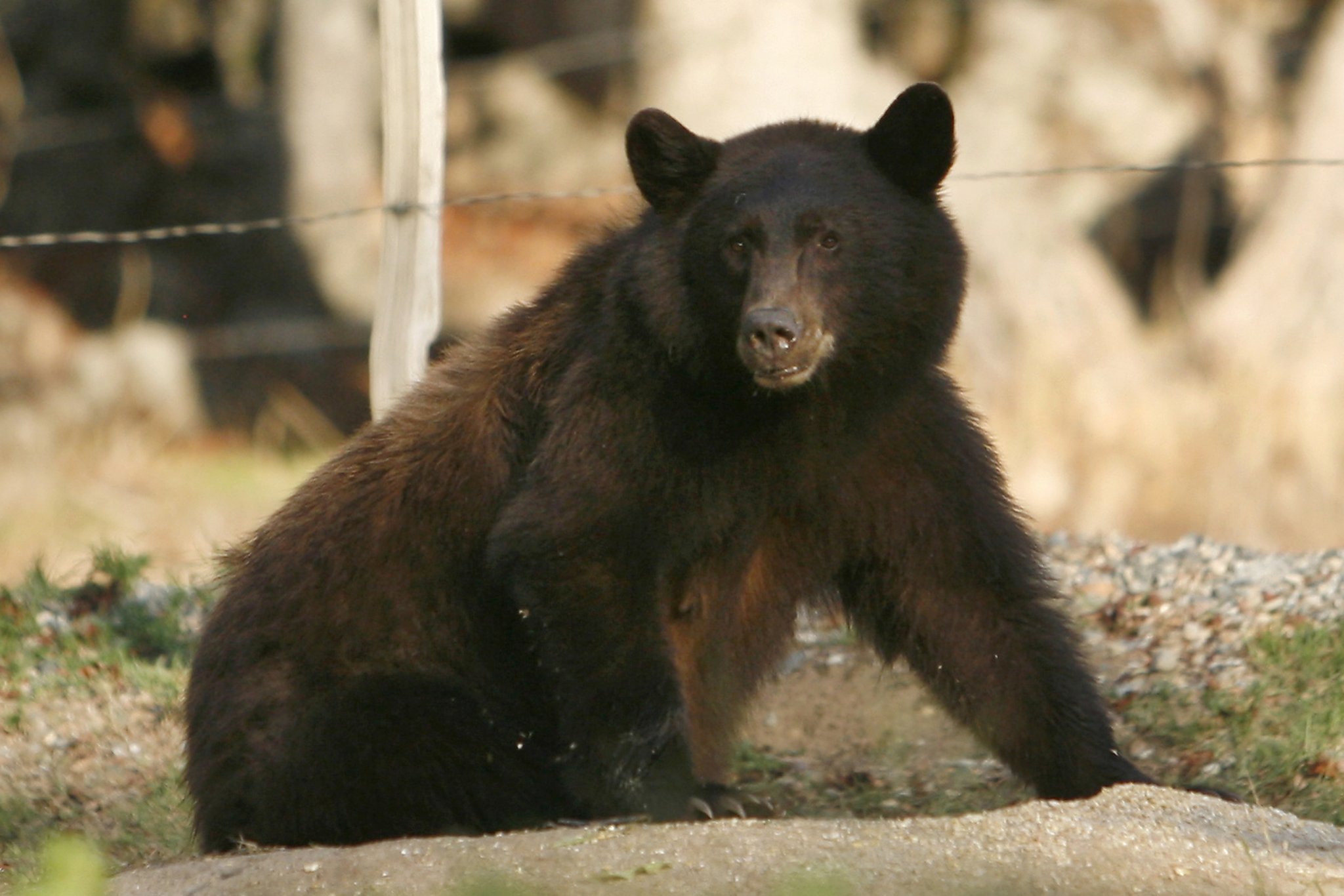 3 black bears run wild in Tahoe shopping mall