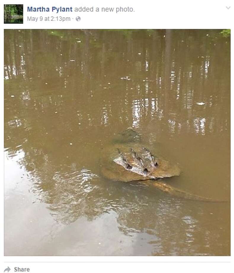 Unbelievable Alligator Snapping Turtle Caught In Alabama Lake Unbelievable Alligator Snapping Turtle Caught In Alabama Lake