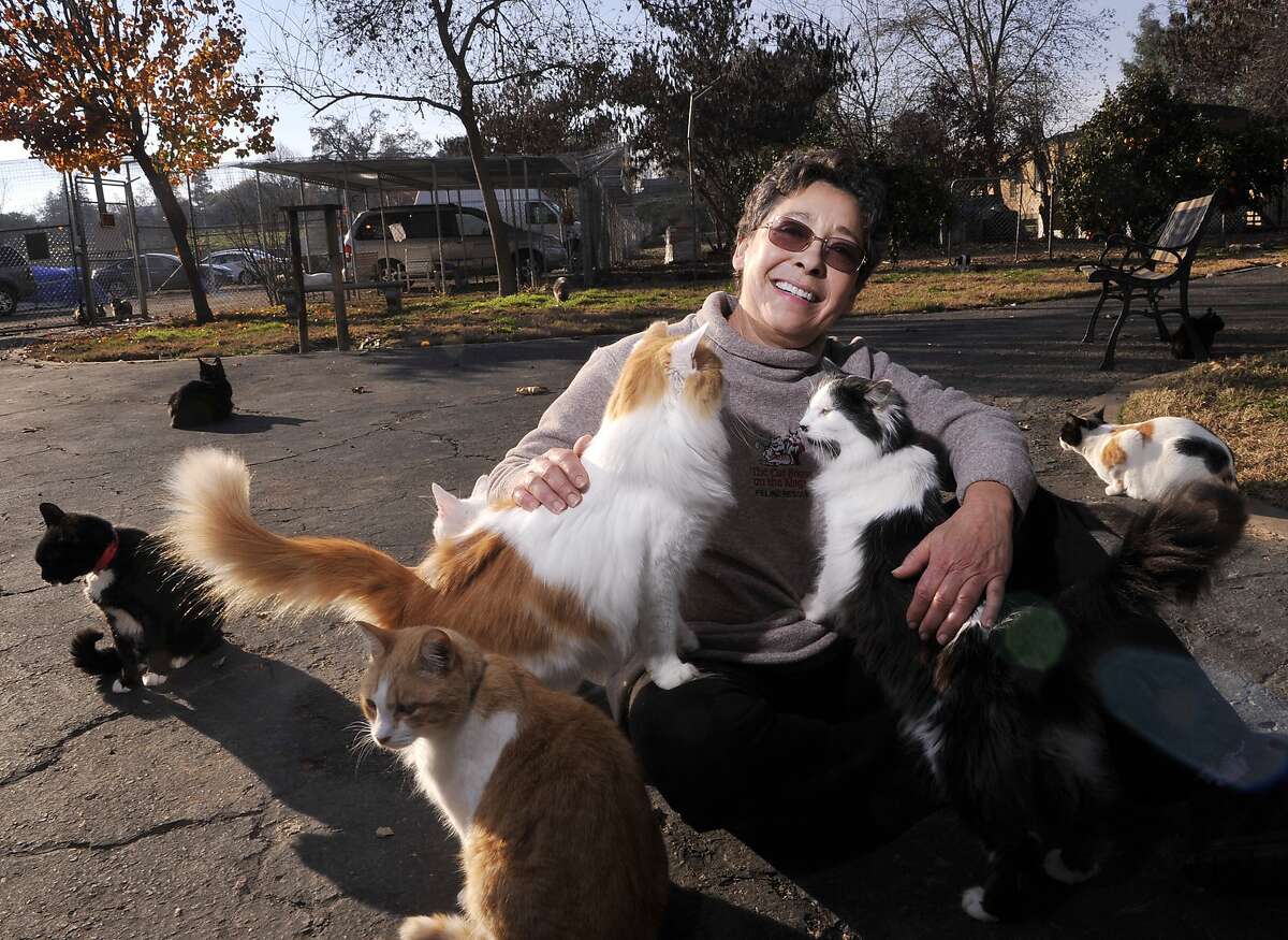 Couple lives the dream, marries in front of 700 cats at California ...