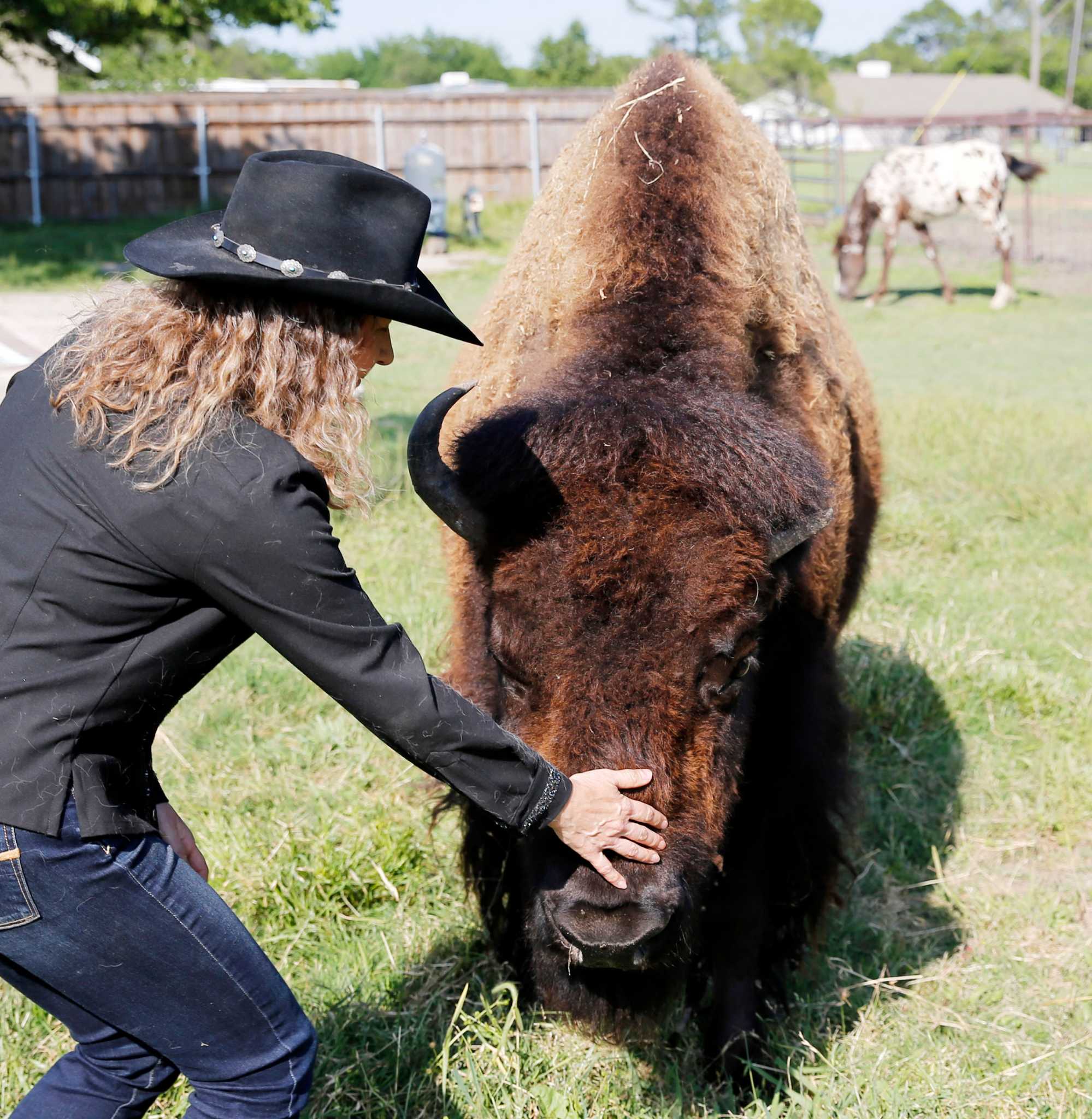 New home for house-trained bison