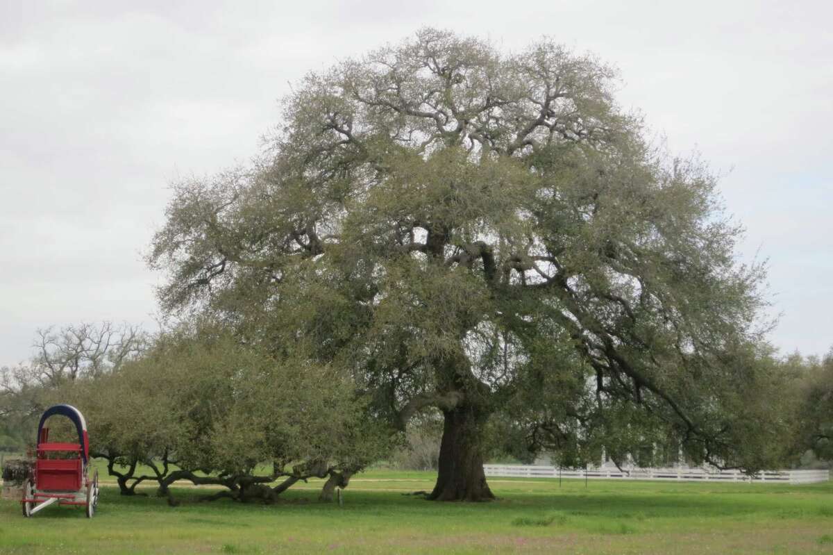 Sam Houston: The general stands tall
