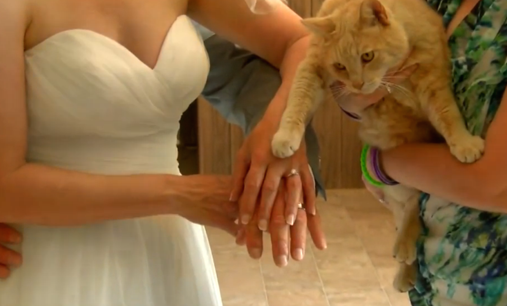 Couple lives the dream, marries in front of 700 cats at California ...